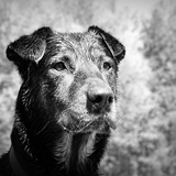 Yummypets, the social petwork, community for pet lovers!