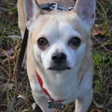 Chihuahua - Yummypets