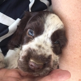 BRAZIL - Dog - English Cocker Spaniel - Yummypets