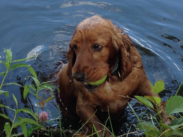 BRAZIL - Dog - English Cocker Spaniel - Yummypets