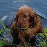 BRAZIL - Dog - English Cocker Spaniel - Yummypets