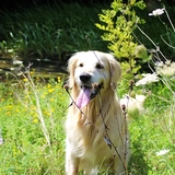 Golden Retriever - Yummypets