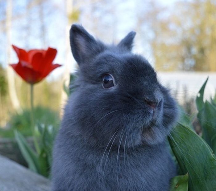 Calypso - Rongeur - Lapin - Yummypets