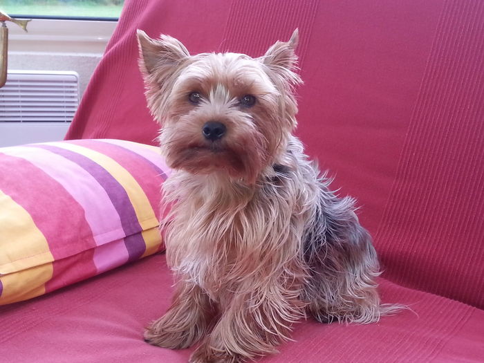 Yummy or Not : the Cute or Not for pets! - Yummypets- Yummypets